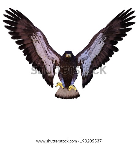 Young Eagle Front View Stock Illustration 193205537 - Shutterstock