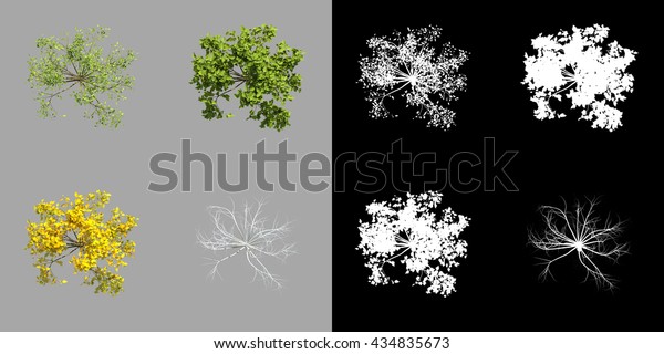 Young Realistic Generic Tree Isolated On Stock Illustration 434835673 ...