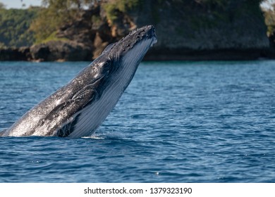 Baby Gray Whale Jumping Out Water Stock Photo (Edit Now) 31872686