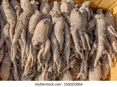 162 Deodeok Stock Photos, Images & Photography | Shutterstock