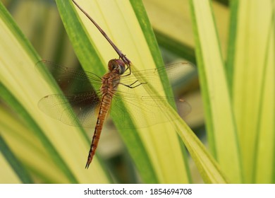 611 Dragon fly shadow Images, Stock Photos & Vectors | Shutterstock