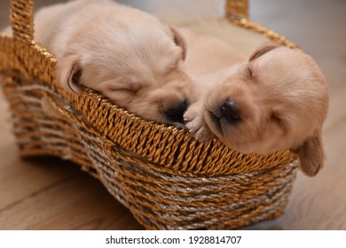 Two Cute Fawn Beige Labrador Puppies Stock Photo 1932307628 | Shutterstock