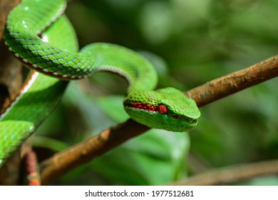 39 True viper Images, Stock Photos & Vectors | Shutterstock