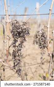 516 Dead Growing Vines Images, Stock Photos & Vectors | Shutterstock