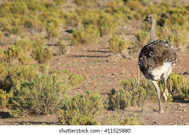 19 imágenes de Choique - Imágenes, fotos y vectores de stock | Shutterstock