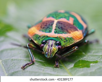 202 Rainbow shield bug Images, Stock Photos & Vectors | Shutterstock