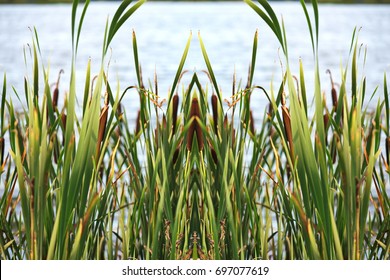 Marsh Reed Grass Set Swamp Cattails Stock Vector (Royalty Free) 2103433487