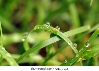 Dragonfly Beautiful Wings On Sprouting Leaf Stock Photo 658507228 ...