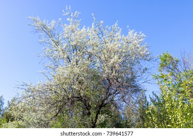 Australian Native Plant Tea Tree Natural Stock Photo (Edit Now) 1516580927