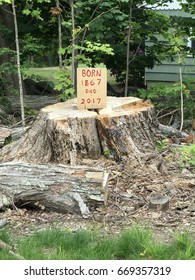 10 150 year old tree stump Images, Stock Photos & Vectors | Shutterstock