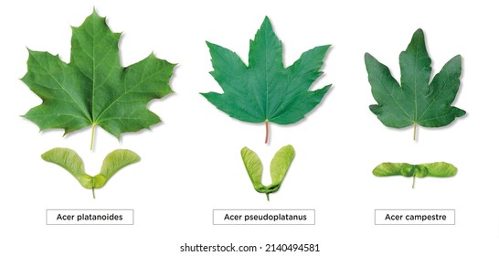 8,423 Samara tree Images, Stock Photos & Vectors | Shutterstock