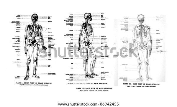 3 Views of the human skeleton, full frontal , lateral and rear, from ...