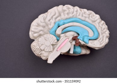 3d Human Brain Model External On Stock Photo (Edit Now) 351159056