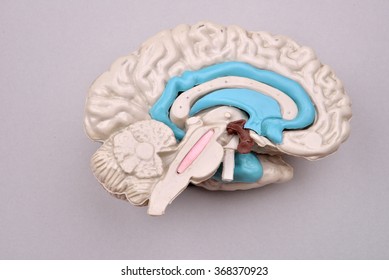 3d Human Brain Model External On Stock Photo 368370770 | Shutterstock