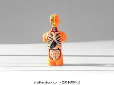 3d Human Model Inner Organs Inside Stock Photo 2061608486 | Shutterstock