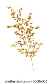 538 Oat panicle Images, Stock Photos & Vectors | Shutterstock