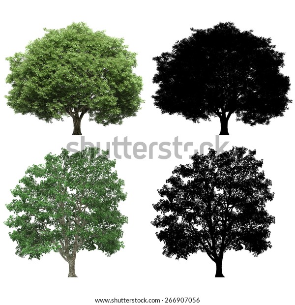 3d Tree Render On White Background Stock Photo 266907056 | Shutterstock