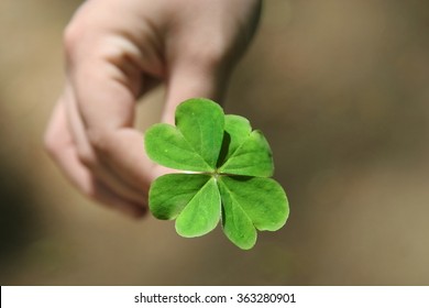 Female Hand Four Leaves Clover Closeup Stock Photo (Edit Now) 280876100