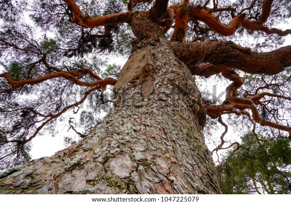 400yearold Pine Tree Stock Photo 1047225079 | Shutterstock
