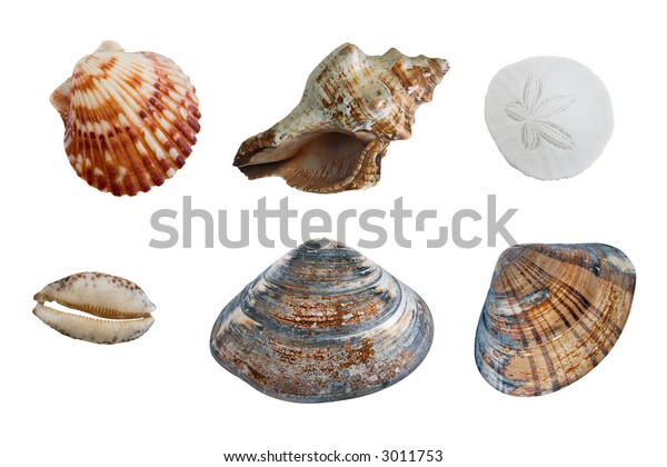 6 Different Types Seashells On White Stock Photo (Edit Now) 3011753