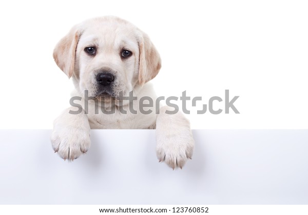 6 Weeks Old Labrador Retriever Puppy Stock Photo (Edit Now) 123760852