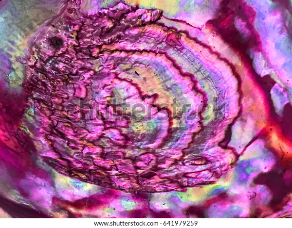 Abalone Shell Background Stock Photo 641979259 | Shutterstock