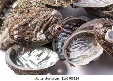 Abalone Shell Isolated Stock Photo 1163988124 | Shutterstock