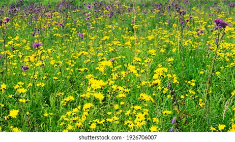 3,287 Fallow land Images, Stock Photos & Vectors | Shutterstock