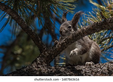 848 Tassel eared squirrel Images, Stock Photos & Vectors | Shutterstock