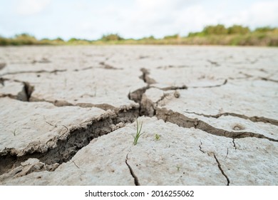 600 Abnormal plant growth Images, Stock Photos & Vectors | Shutterstock
