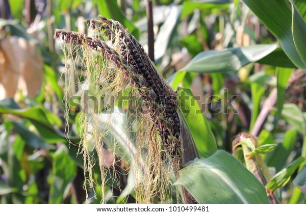 Abnormal Corn Tassel Stock Photo (Edit Now) 1010499481