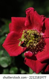 Abnormal Structure Rose Flower Called Phyllody Stock Photo 2212181977 ...