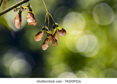 About Fly Maple Tree Fruit Stock Photo 741039316 | Shutterstock