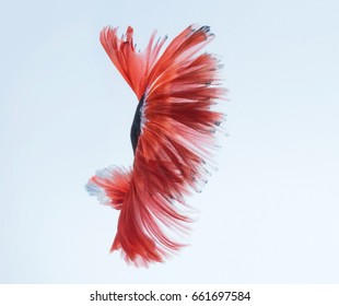 Abstack Orange Tail Waggled Betta Fish Stock Photo 661697584 | Shutterstock