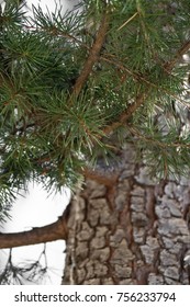 37 Pine needle sheath Images, Stock Photos & Vectors | Shutterstock