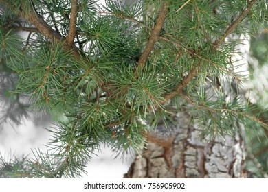 37 Pine needle sheath Images, Stock Photos & Vectors | Shutterstock