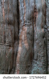 78 Totara Tree Images, Stock Photos & Vectors | Shutterstock