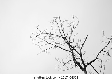 Abstract Dead Tree Shape Mono Tone Stock Photo 1017484501 | Shutterstock