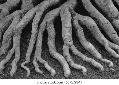 Abstract Forest Tree Root Background Texture Stock Photo 587179247 ...