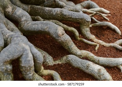 Abstract Forest Tree Root Background Texture Stock Photo 587179259 ...