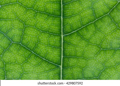 Abstract Leaf Texture Background Stock Photo 429807592 | Shutterstock