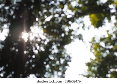 97,958 Bright light through trees Images, Stock Photos & Vectors ...