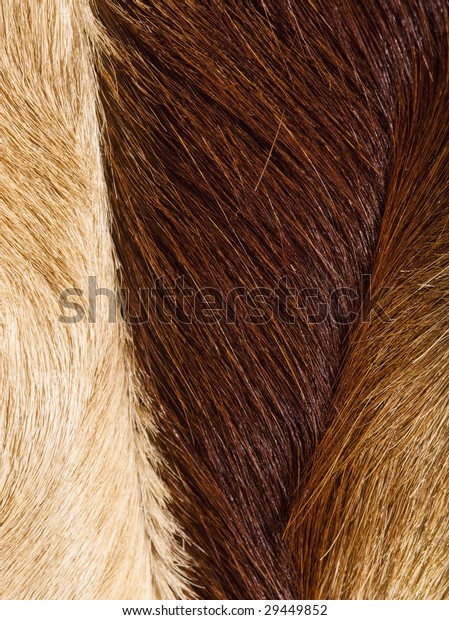 Abstract Patterns Closeup View Springbok Animal Stock Photo 29449852 ...