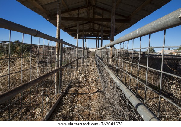 3 afbeeldingen voor Sheep loading race: afbeeldingen, stockfoto‘s en ...