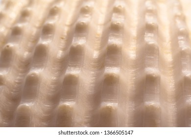 Abstract Shell Texture Background Stock Photo 1366505147 | Shutterstock