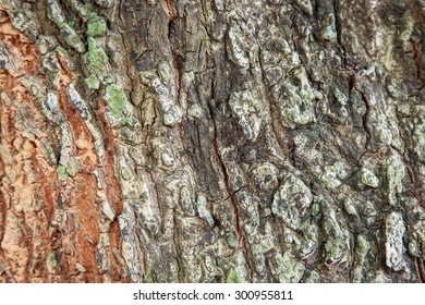 Abstract Tree Peel Rustic Texture Background Stock Photo 300955811 ...