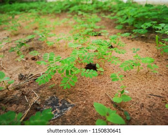 Acacia Tree Sapling Stock Photo 1150830641 | Shutterstock