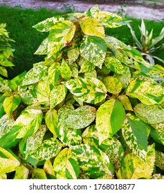 12 Acalypha java white copperleaf Images, Stock Photos & Vectors ...