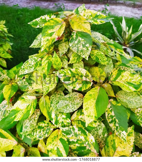 Acalypha Wilkesiana Java White Copperleaf Stock Photo 1768018877 ...