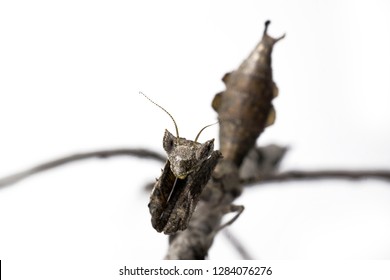 Acanthops Images, Stock Photos & Vectors | Shutterstock